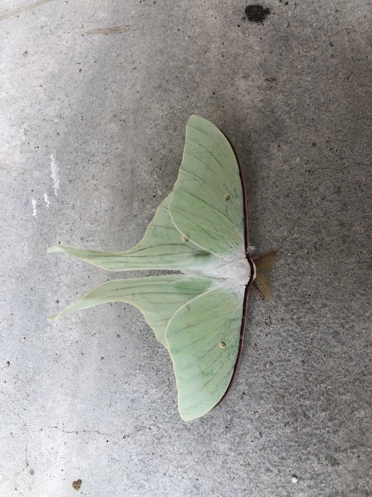 Actias aliena aliena from Hongochokamikitagata, Mihara, Hiroshima, JP ...