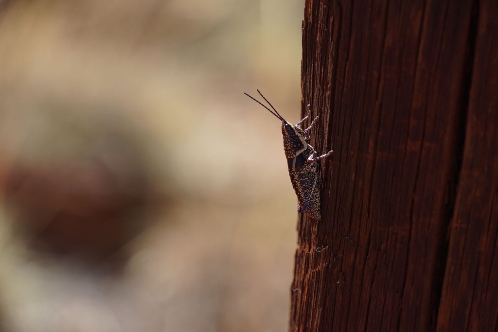 Monistriini in May 2024 by Alexis Mann · iNaturalist