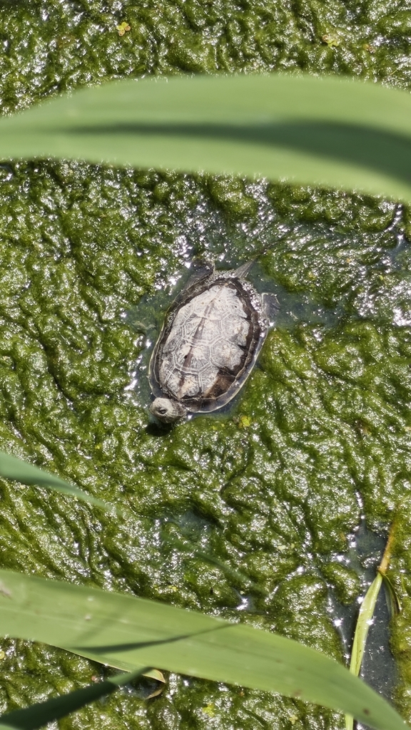 Common thread turtle in May 2024 by SuperTeddy · iNaturalist