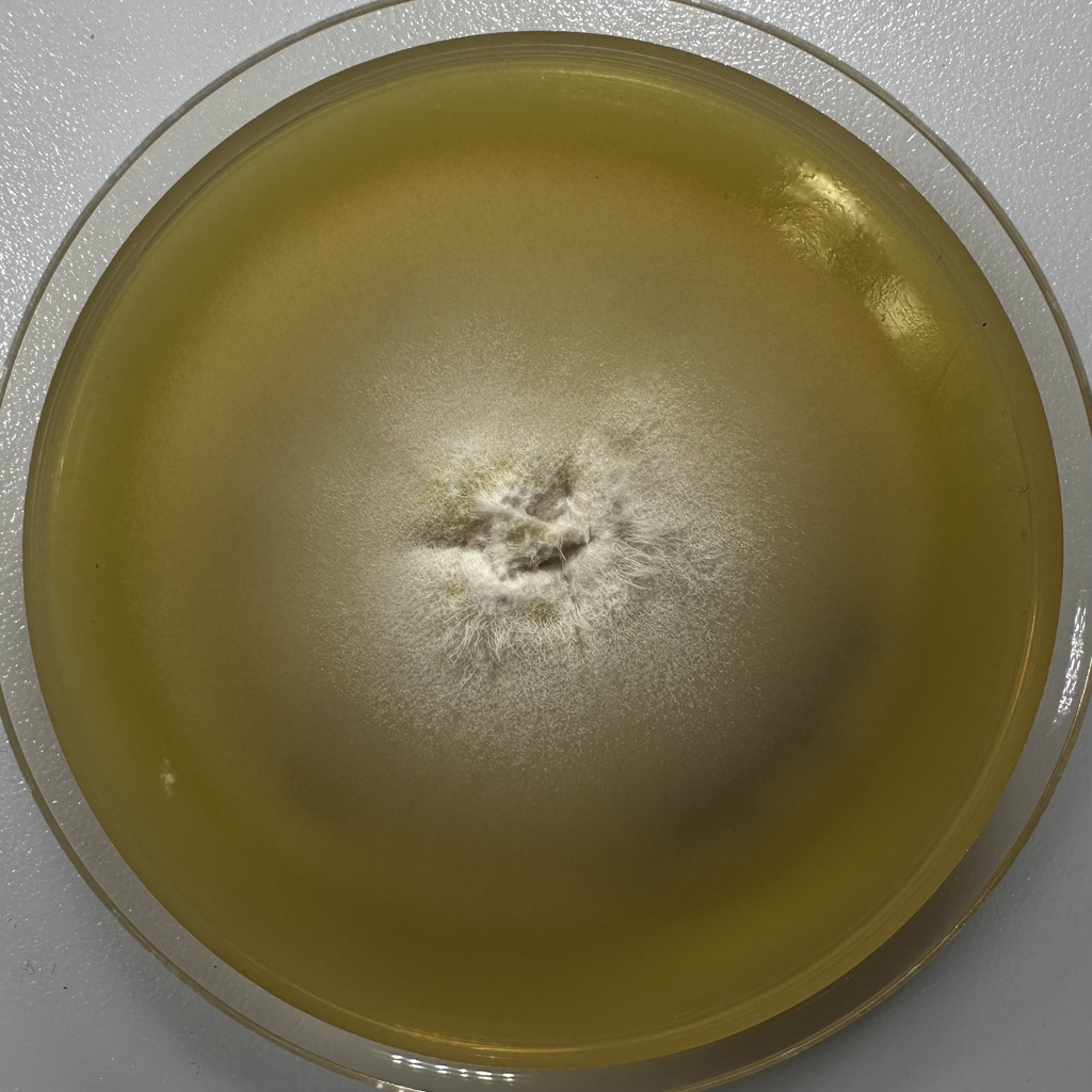 Fungi Including Lichens in March 2024 by Rudy Diaz. Isolated from stem ...