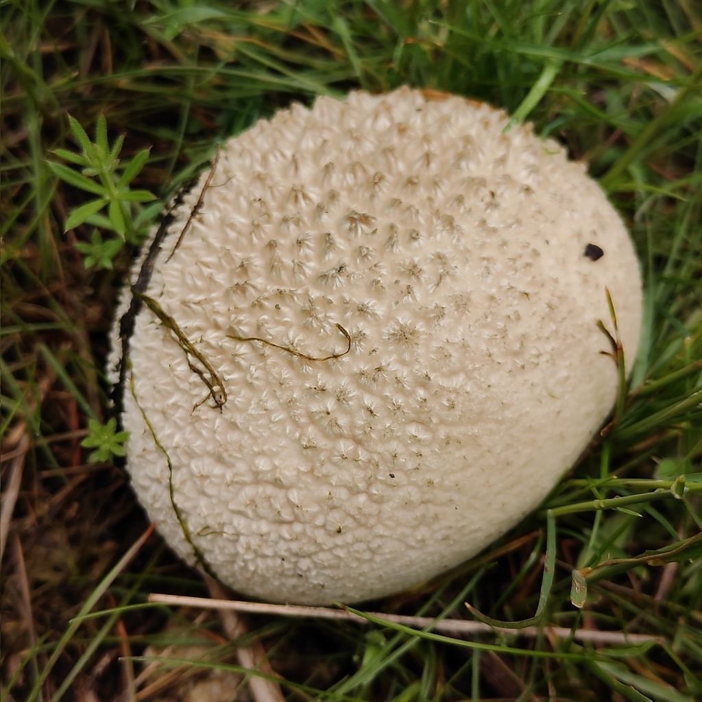 puffballs from Coeur d'Alene, ID, USA on May 6, 2024 at 11:36 AM by Sebastian Sierra. Location ...