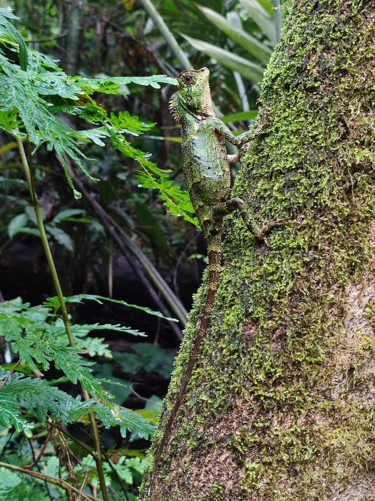 Kuhl's Angelhead Lizard from 8VCF+R24, Sukamahi, Kec. Megamendung ...