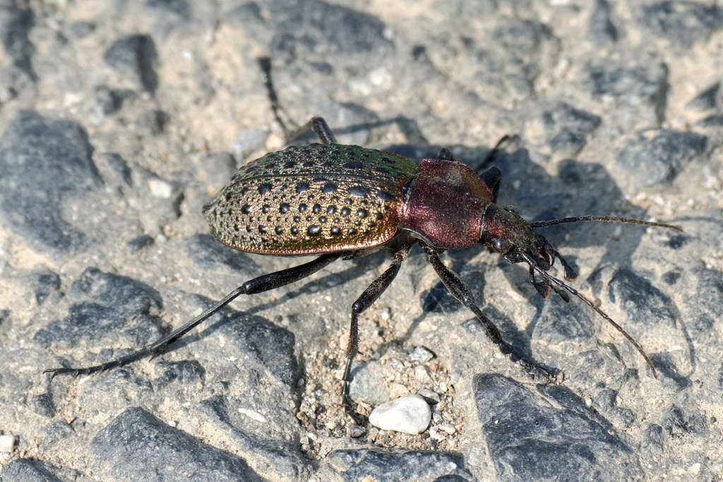 Carabus elysii from G2503南京绕城高速, 南京市, 江苏省, CN on April 26, 2024 at 12: ...