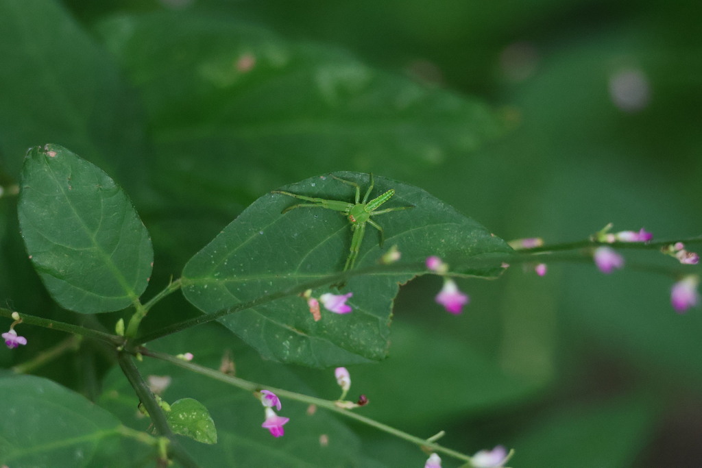 Oxytate striatipes from Shakujiidai, Nerima City, Tokyo 177-0045日本 on ...