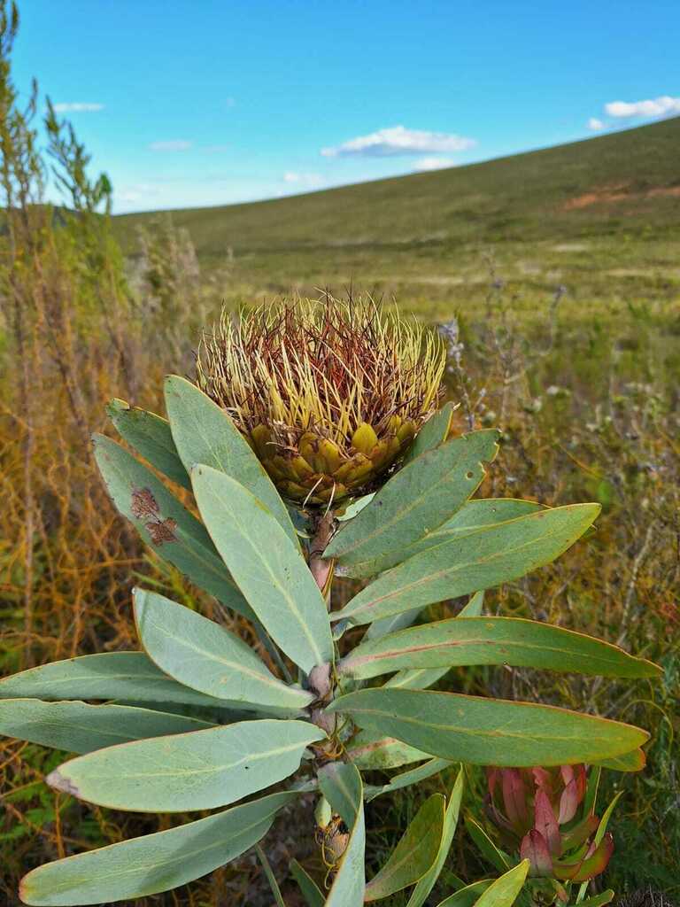 Wagon Tree from Greyton, 7233, South Africa on September 22, 2023 at 02 ...