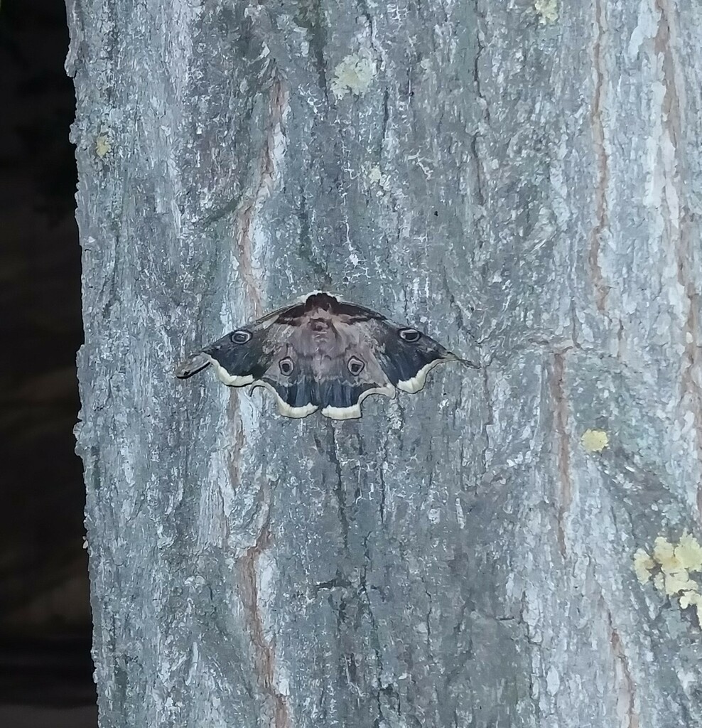 Giant Peacock Moth from Ciudad Real, Spain on May 7, 2024 at 09:22 PM ...