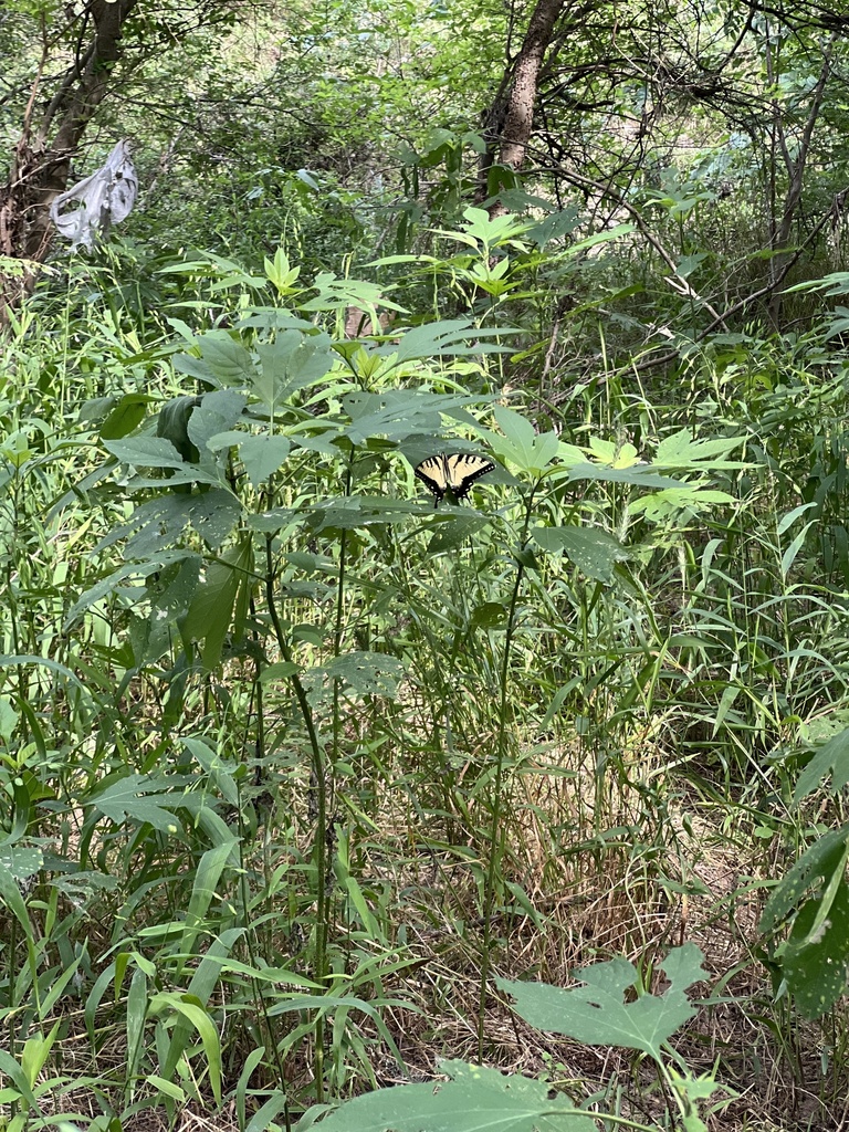 Eastern Tiger Swallowtail from Southeast Side, San Antonio, TX, US on ...