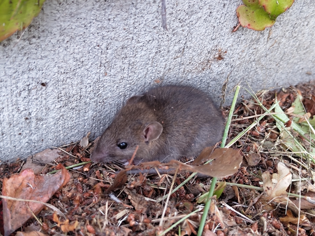 Old World Rats from Saint-Éloi, 34090 Montpellier, France on May 7 ...