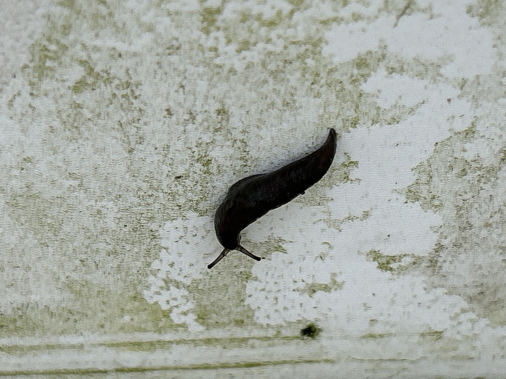 Smooth Land Slugs from Thornbrook Rd, Ellicott City, MD, US on May 8 ...