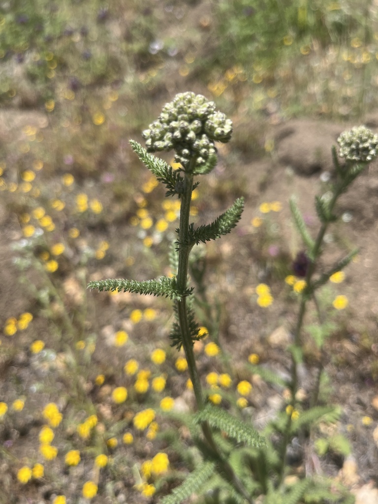 common yarrow from Tehachapi, CA, US on May 6, 2024 at 01:40 PM by ...