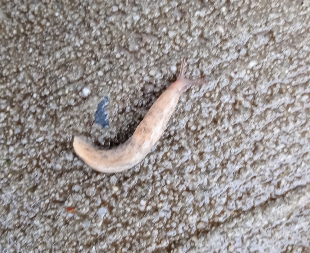 Milky Slug from Annadale Rd/North Pine Terrace, Annadale, NY 10312, USA ...