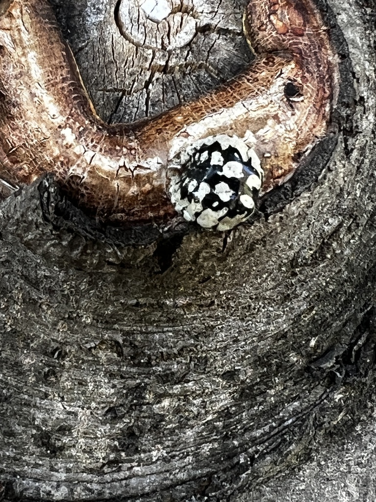 calico scale from Wilkes University - Administrative office, Wilkes ...