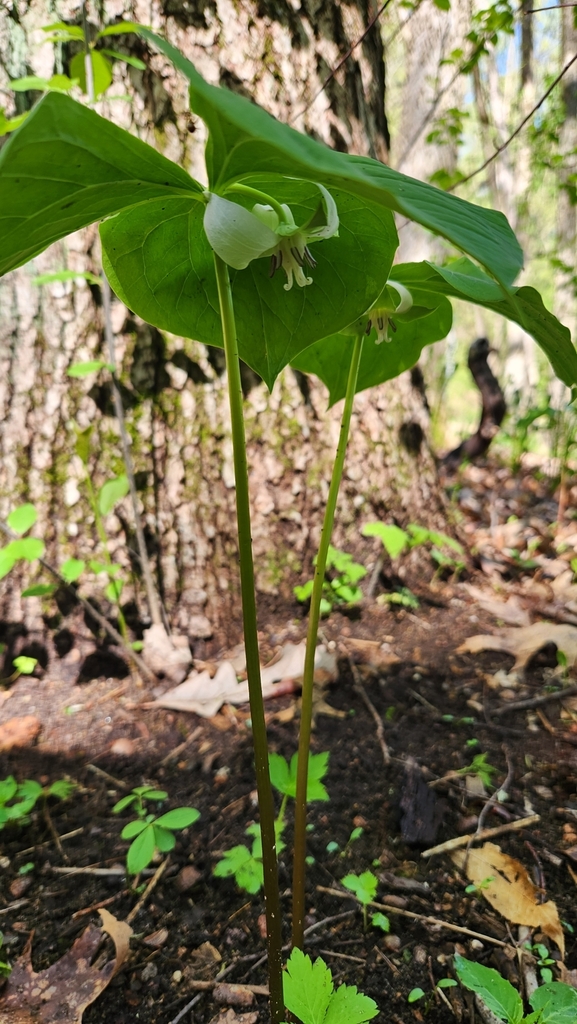 nodding trillium from Eau Claire, WI, USA on May 8, 2024 at 10:16 AM by ...