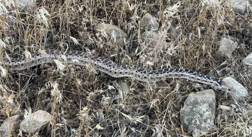 Gopher Snake from Sand to Snow National Monument, Whitewater, CA, US on ...