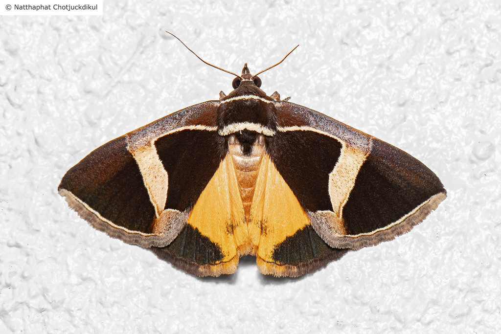 Fodina contigua from Loei (500-700m ASL) on May 5, 2024 at 01:39 AM by ...