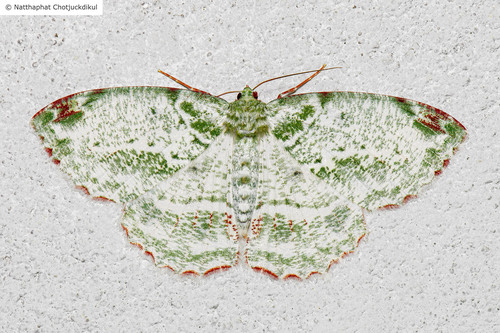 Absala dorcada · iNaturalist United Kingdom