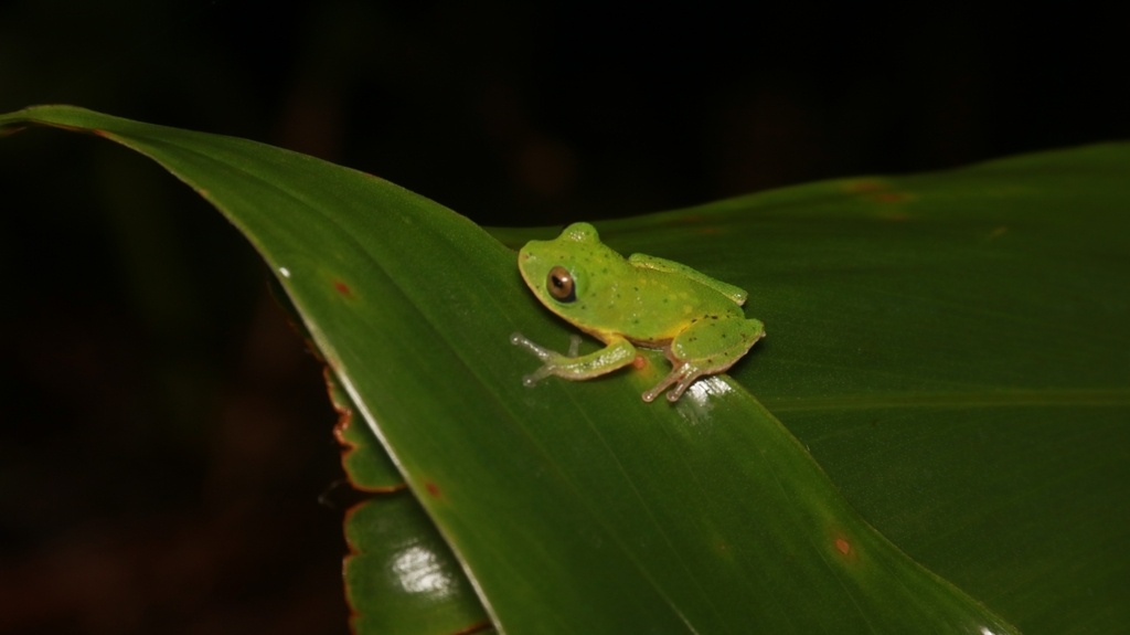 Round-snout pygmy frog in April 2024 by Ishan Devinda · iNaturalist
