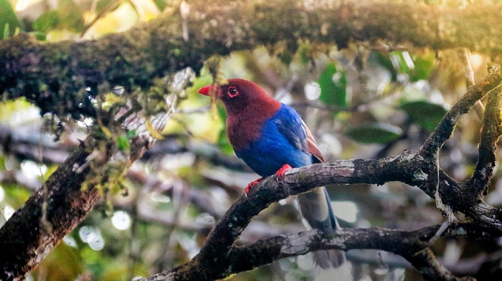 Sri Lanka Blue-Magpie in April 2024 by Ishan Devinda · iNaturalist