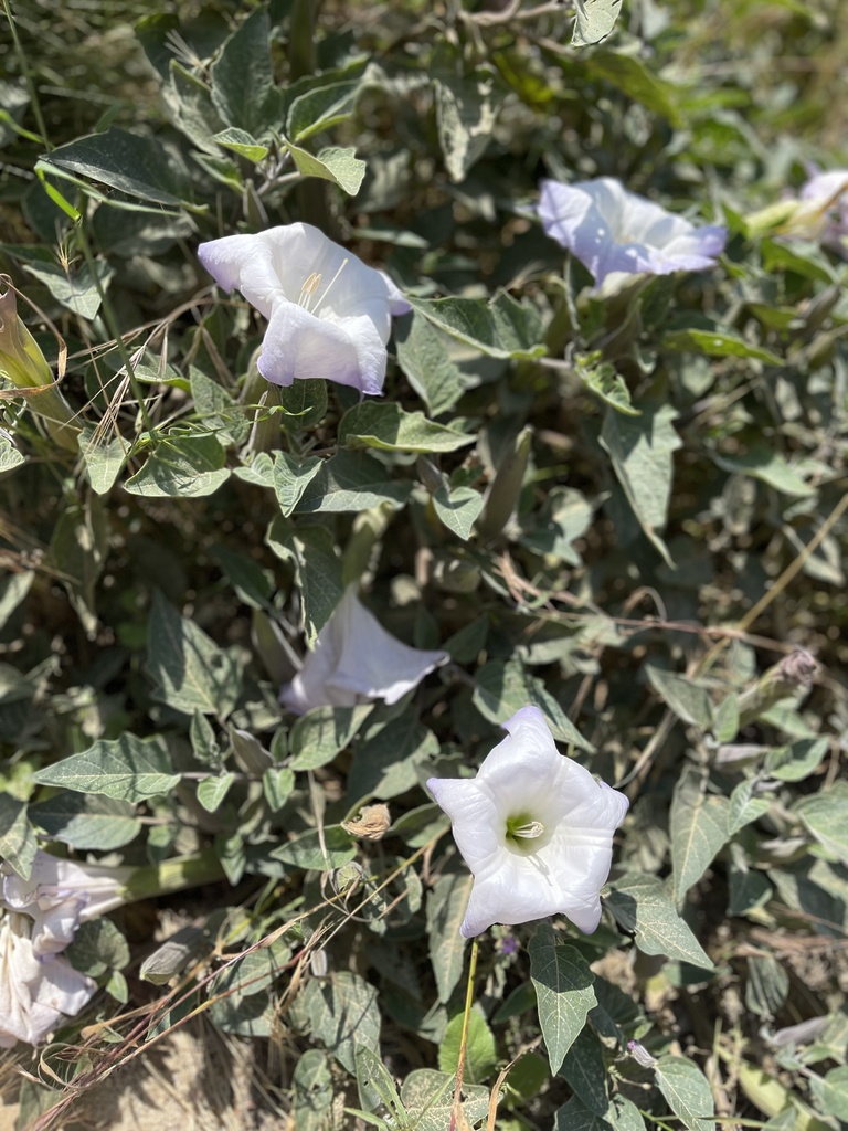 Sacred Datura from Griffith Park, Los Angeles, CA, US on May 8, 2024 at ...
