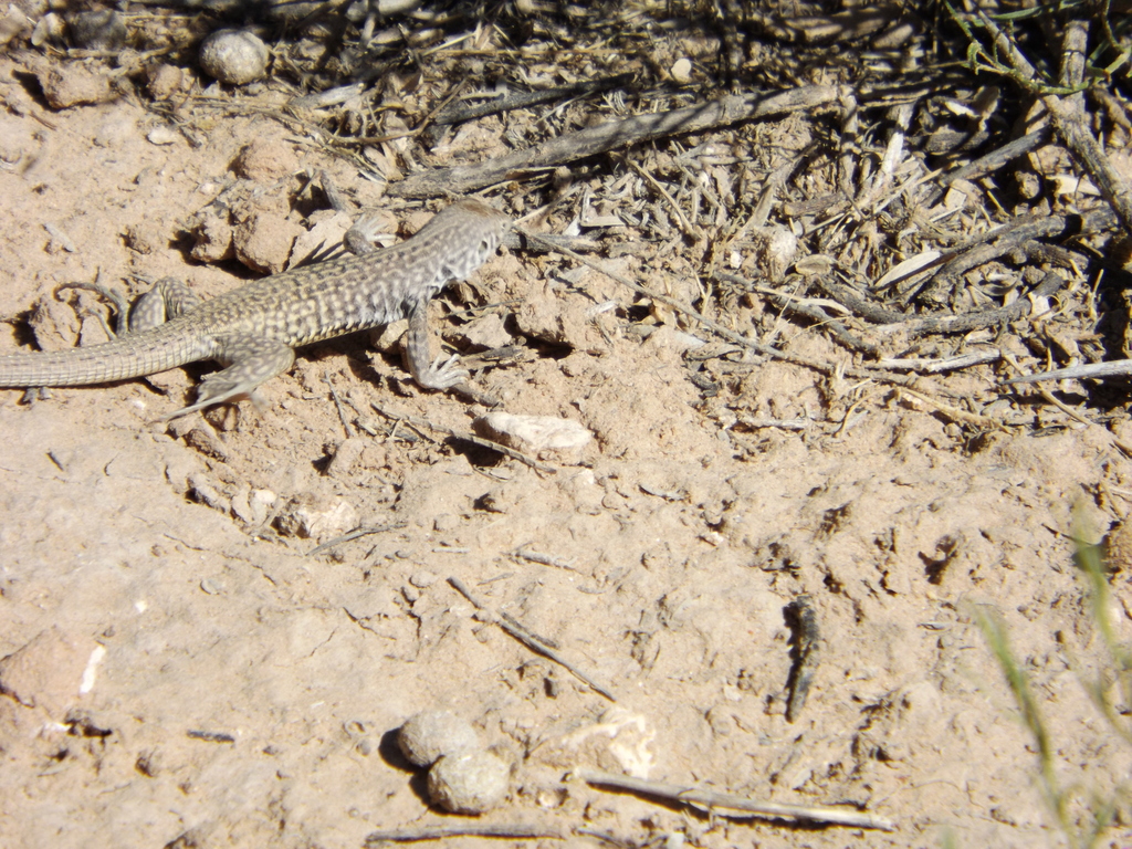 Marbled Whiptail from Juárez, MX-CH, MX on May 21, 2016 by Aaron Balam ...