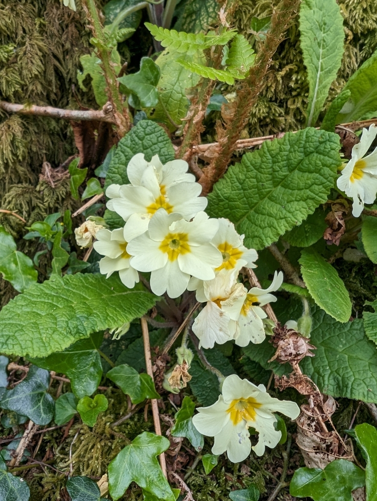 Primrose from Baunoge, Co. Galway, Ireland on May 8, 2024 at 05:40 PM ...