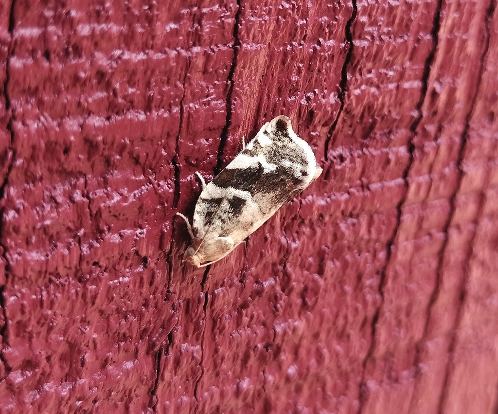 Oak Leafroller Moth from Joshua, TX 76058, USA on May 8, 2024 at 01:13 ...