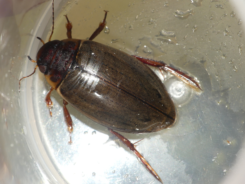 large-grooved diving beetle in May 2024 by Romain Clément · iNaturalist