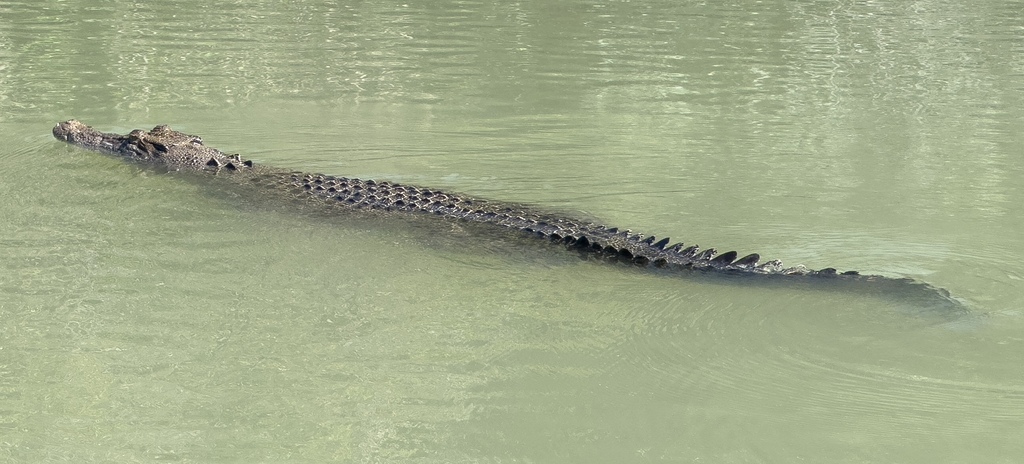 Saltwater Crocodile in April 2024 by scott_phares · iNaturalist
