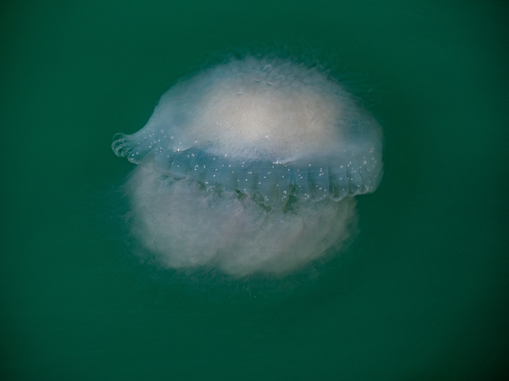 Lobonematid Jellies from Derby-West Kimberley, WA, Australia on April ...