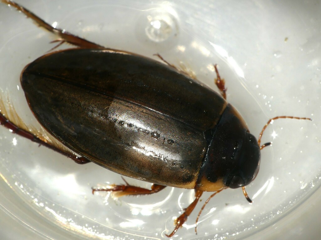 large-grooved diving beetle in May 2024 by Romain Clément · iNaturalist