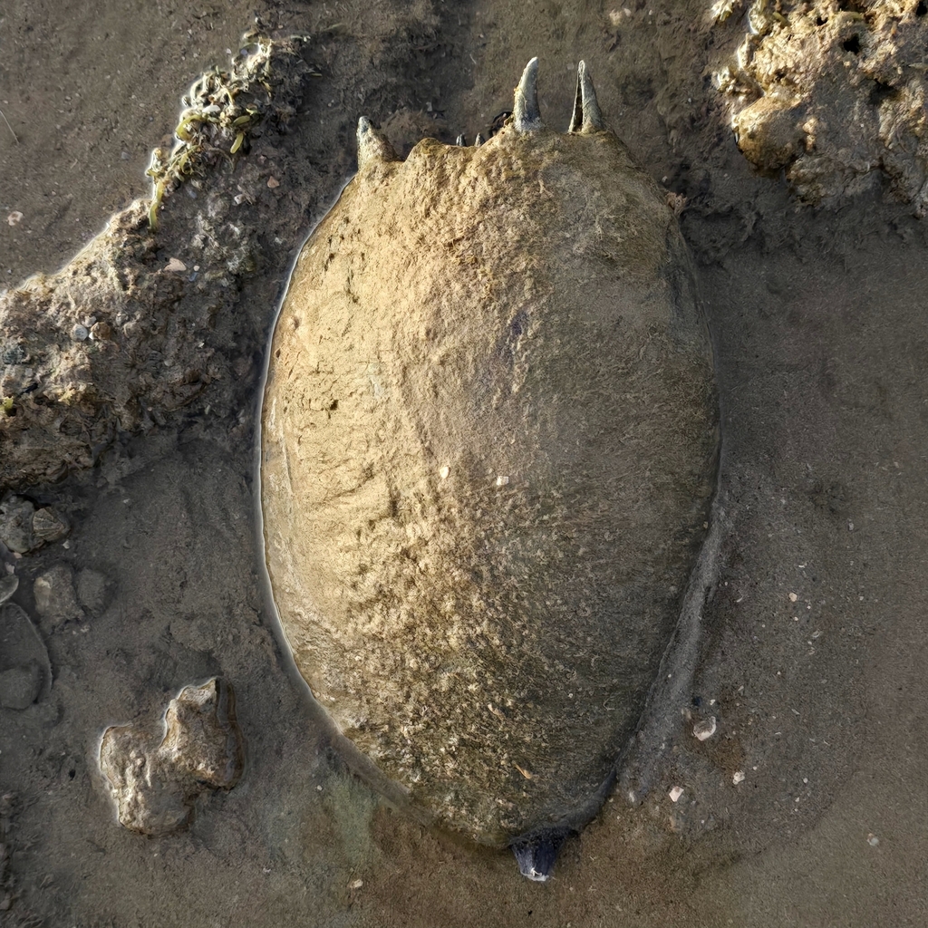 Melon Shell from Port Hedland WA 6721, Australia on May 8, 2024 at 05: ...