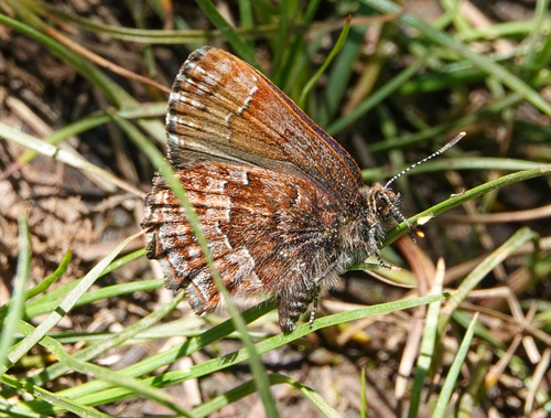 Photo 379050918, (c) Steven Daniel, all rights reserved, uploaded by ...