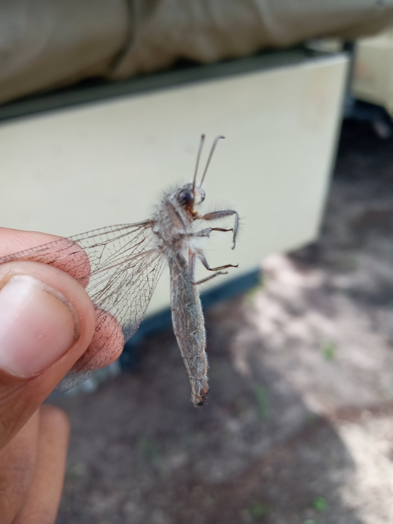 Giant Antlions from Zambezi Region, Namibia on December 26, 2020 at 08: ...