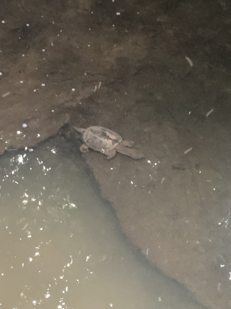 Common Snapping Turtle from NC State University, Raleigh, NC, US on May ...