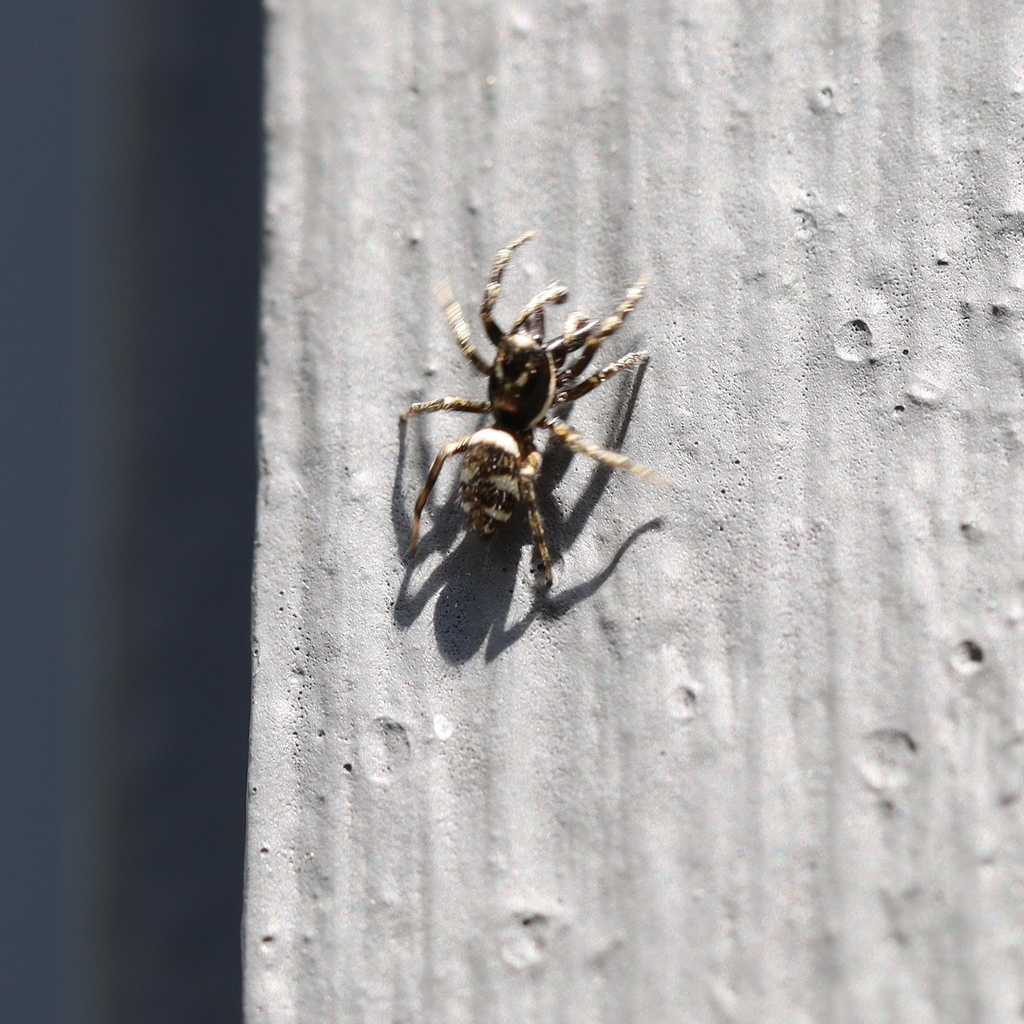 Zebra Jumping Spider from Inglewood-Finn Hill, Kirkland, WA 98034, USA ...