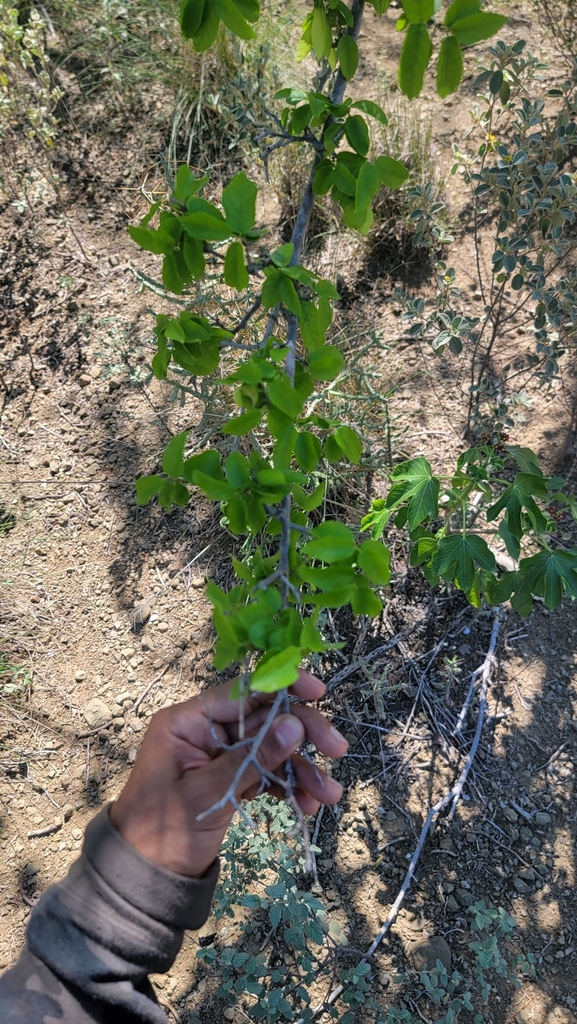 Phyllostylon rhamnoides in May 2024 by Luis Daniel Fernández Montesino ...