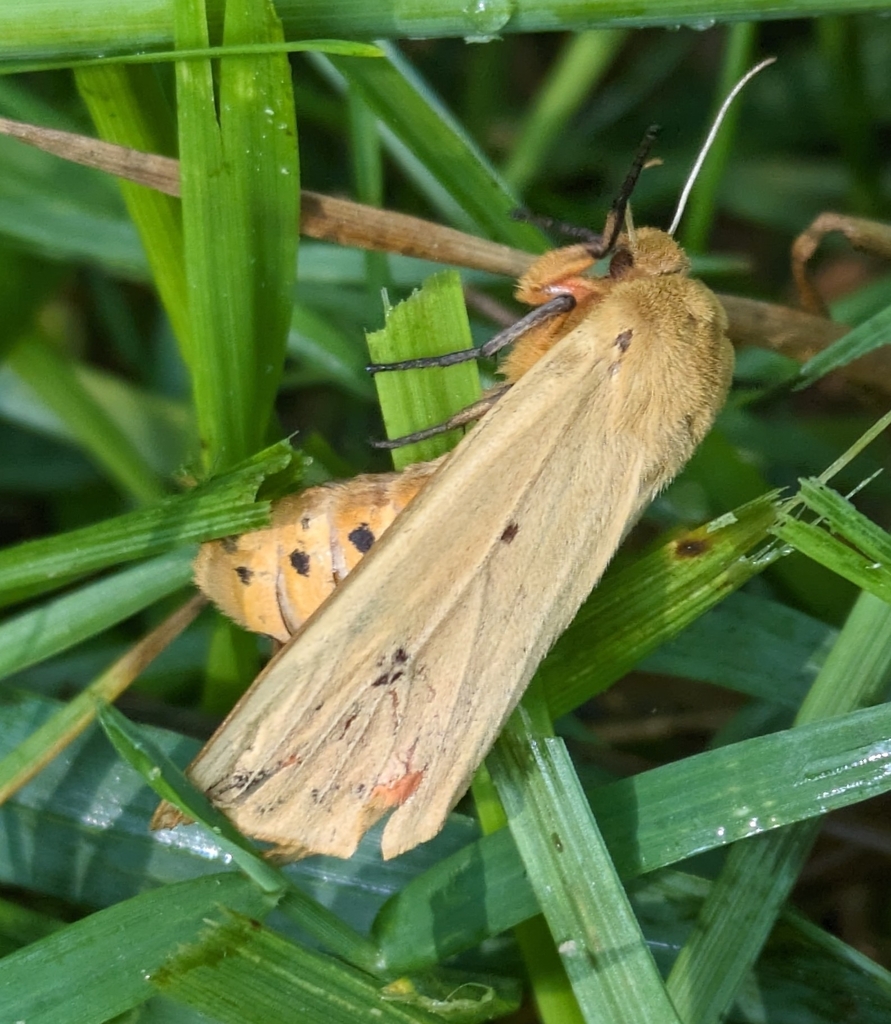 Isabella Tiger Moth in May 2024 by Josh Banks · iNaturalist