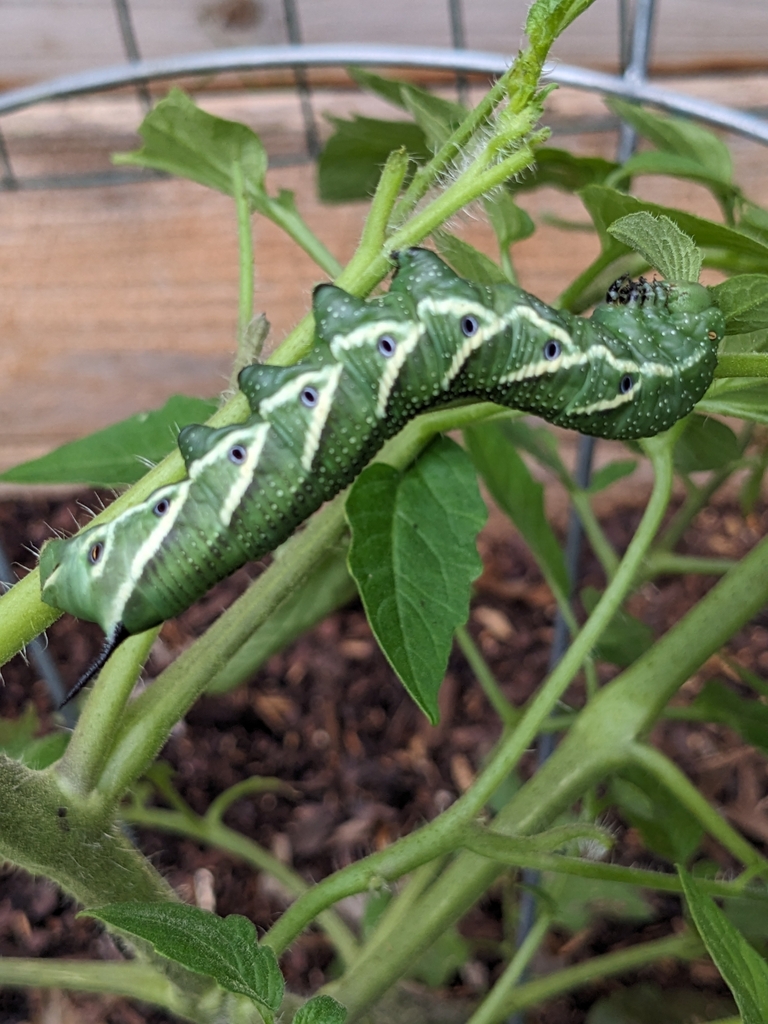 Five-spotted Hawk Moth from New Braunfels, TX, USA on May 8, 2024 at 04 ...