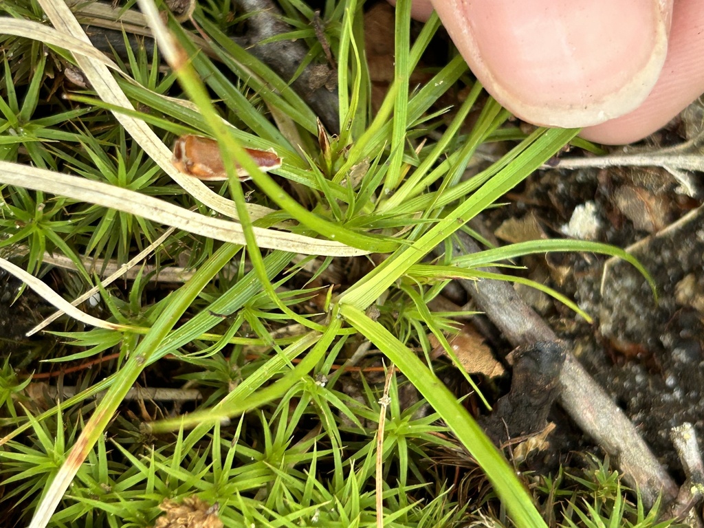 shaved sedge from Blydenburgh County Park, Smithtown, NY, US on May 8 ...