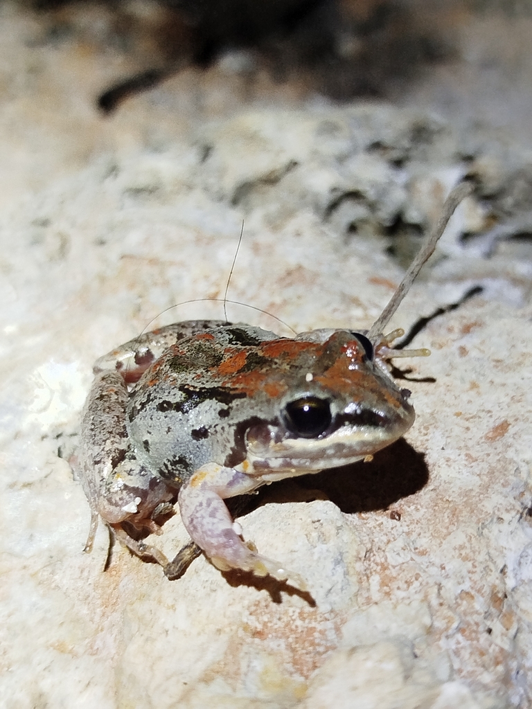 Mexican White-lipped Frog from 97775 Yucatan, Mexico on May 2, 2024 at ...