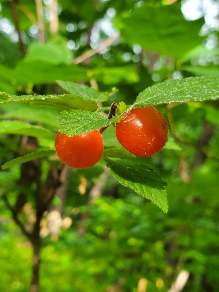 Nanking Cherry from Mooresville, NC 28117, USA on May 8, 2024 at 06:14 ...