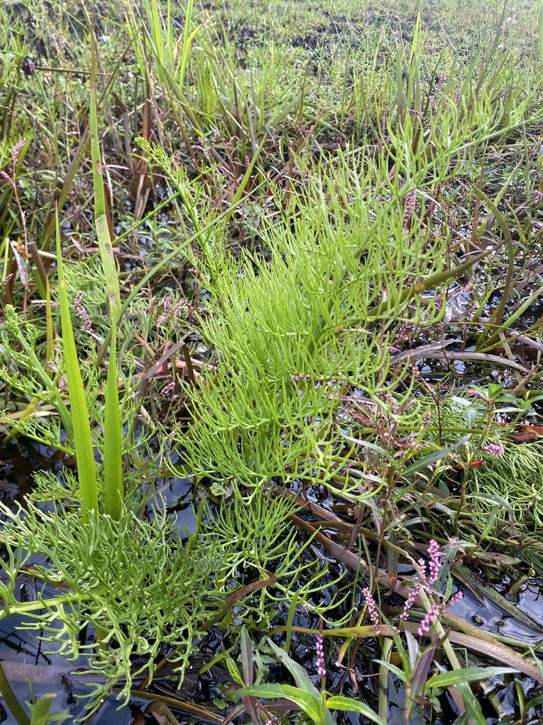 Water Fern from Sinclair Pl, Ningi, QLD, AU on May 9, 2024 at 07:37 AM ...