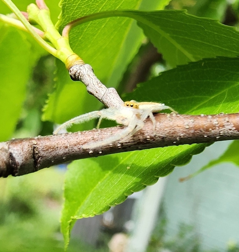 White-jawed Jumping Spider from Wheaton, Wheaton-Glenmont, MD, USA on ...