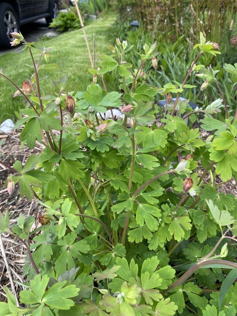 red columbine from Dunstall Cres, Toronto, ON, CA on May 08, 2024 at 10 ...