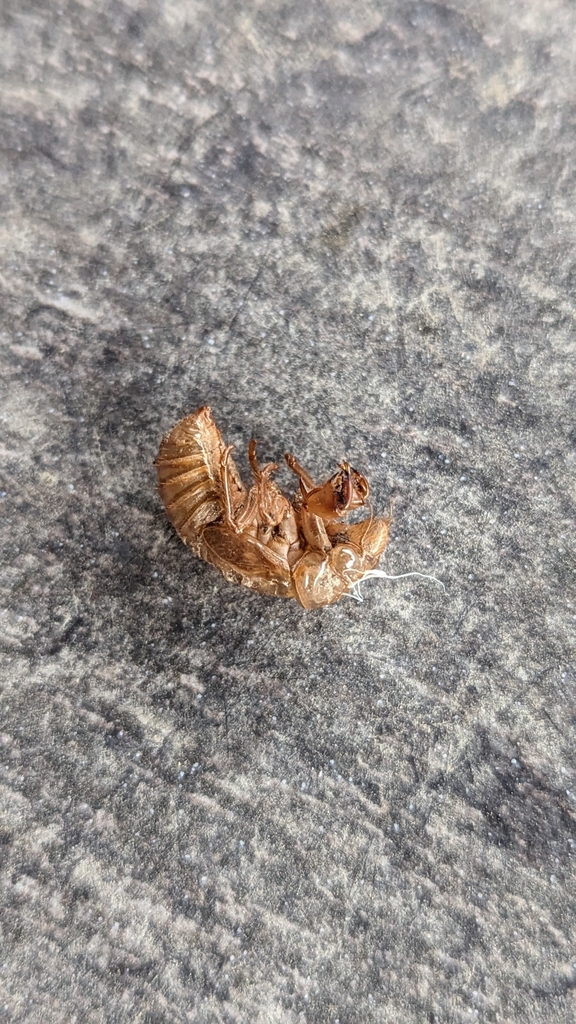 Periodical Cicadas from Jackson Township, IN, USA on May 8, 2024 at 06: ...