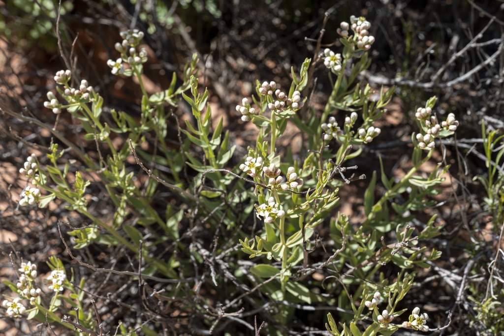 California Comandra from Red Rock Canyon National Conservation Area ...