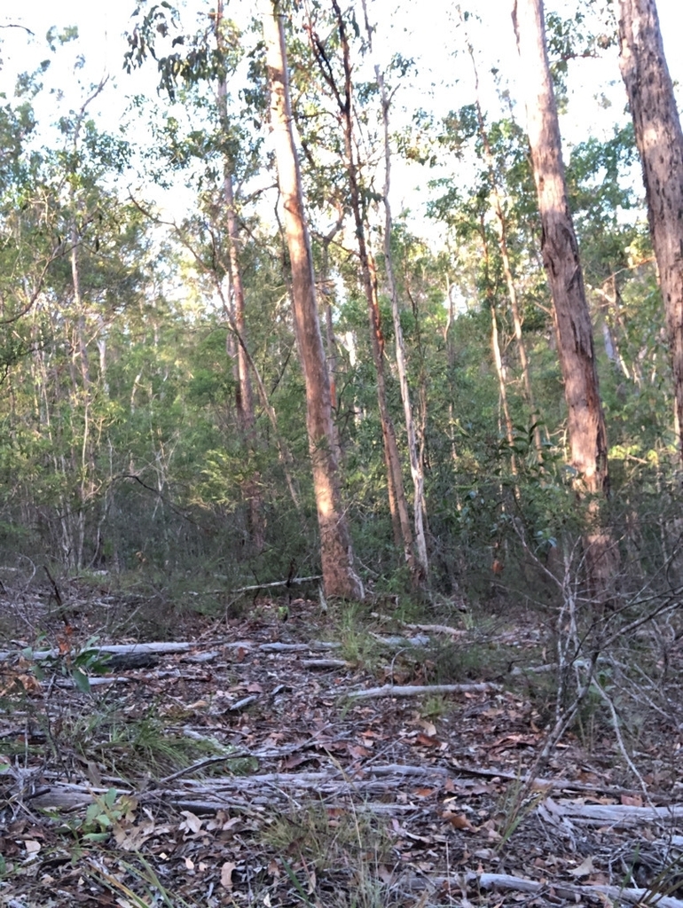 Myrtoideae from Curra QLD 4570, Australia on February 11, 2021 at 05:48 ...