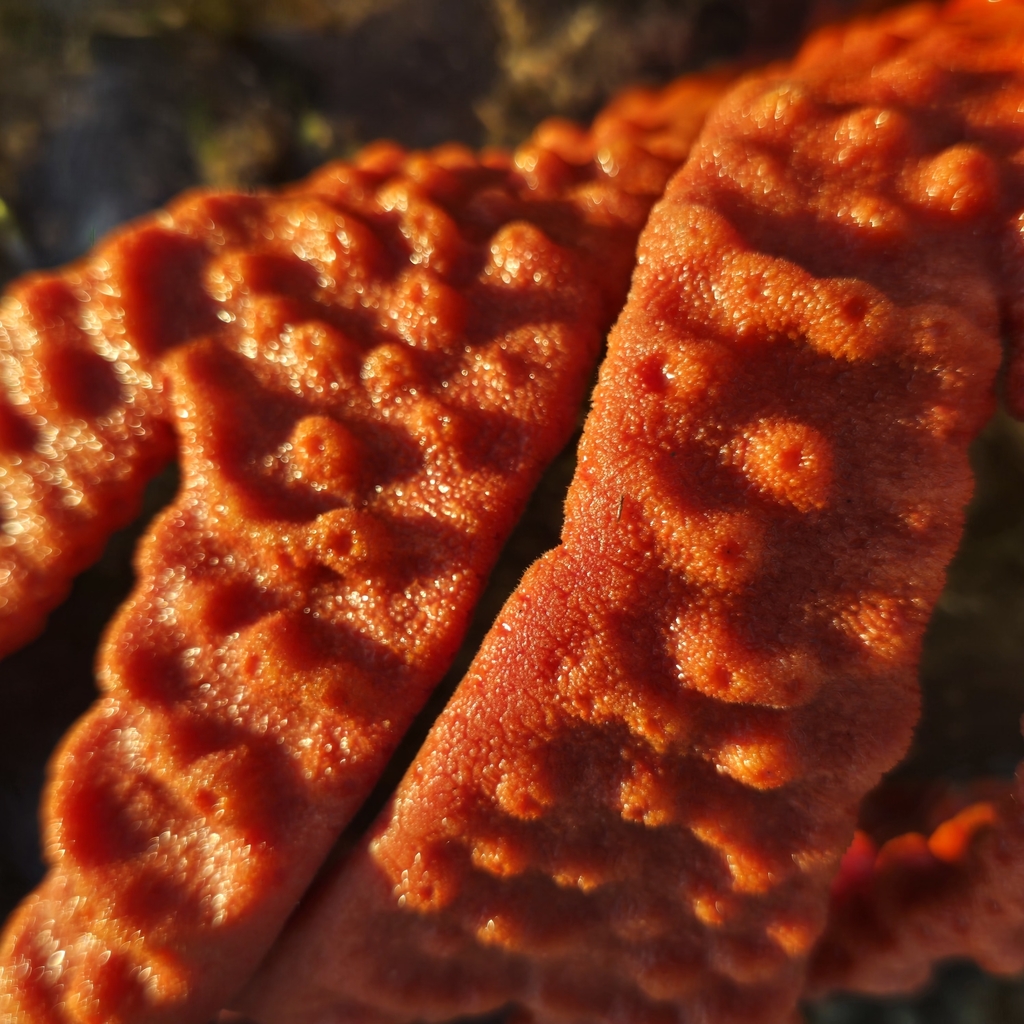 Sponges from Port Hedland, WA, Australia on May 8, 2024 at 05:13 PM by ...