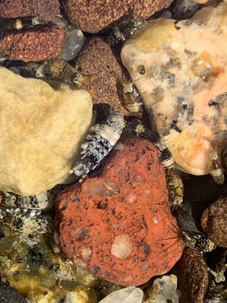 Hyalidae from Bass Strait, Frankston South, VIC, AU on May 9, 2024 at ...