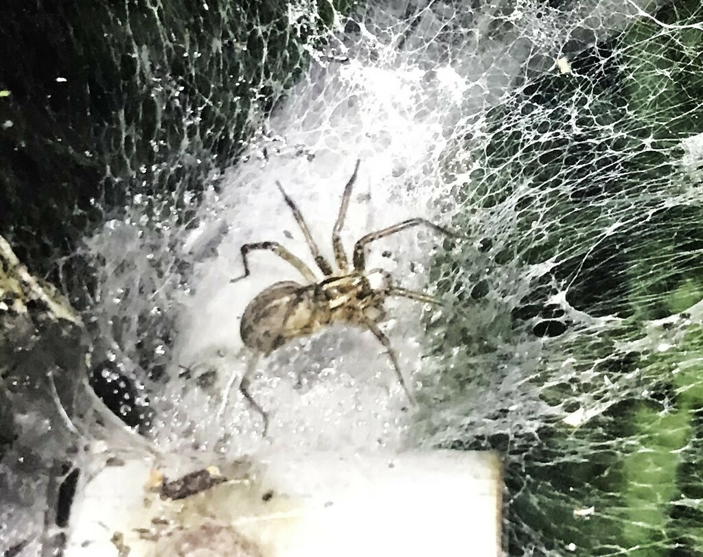 Grass Spiders from Cleveland Heights, OH, USA on September 9, 2023 at ...